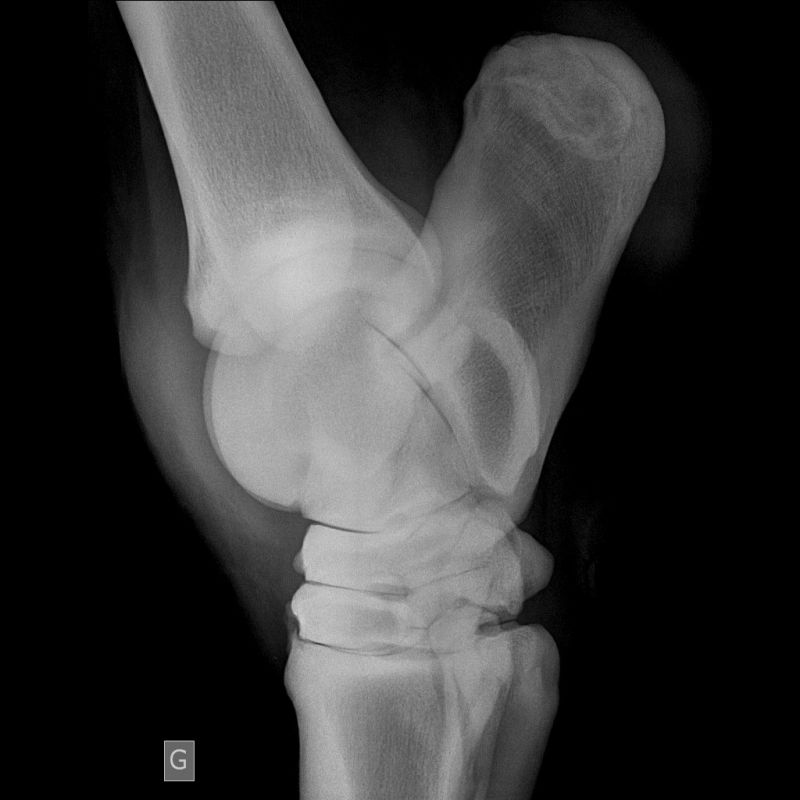 Cas Un cas de fracture par avulsion du tuber calcaneus chez un cheval ...