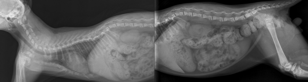 Case A case of Rickets in a cat | VetPixel